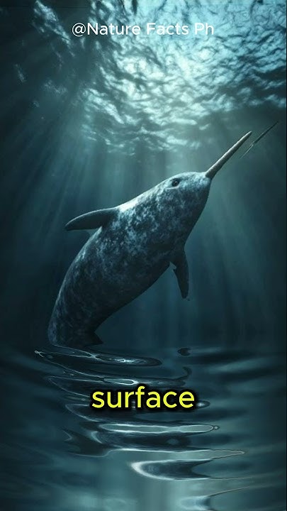Fact 037 :The Mysteries of Tusked Whales_Narwhal - YouTube