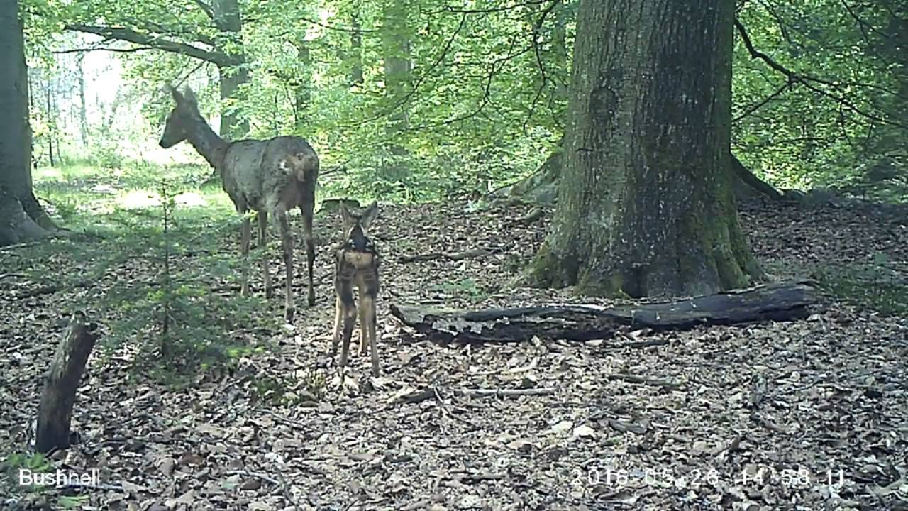 Ree met kalf - YouTube