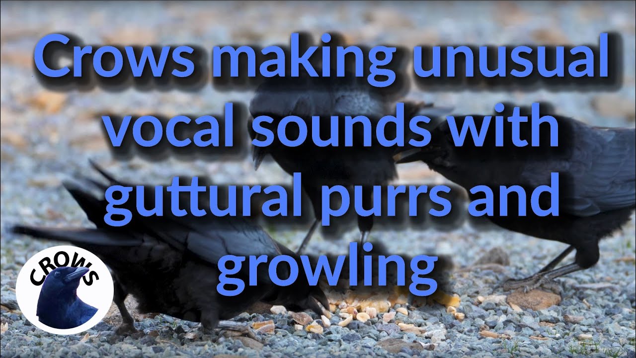 Crows making unusual vocal sounds with guttural purrs and growling ...