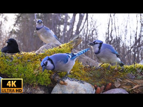 Entertainment for Cats, Dogs & People 😺 Large Birds With a Forest View 🐿️ 8 Hours of Nature Sounds