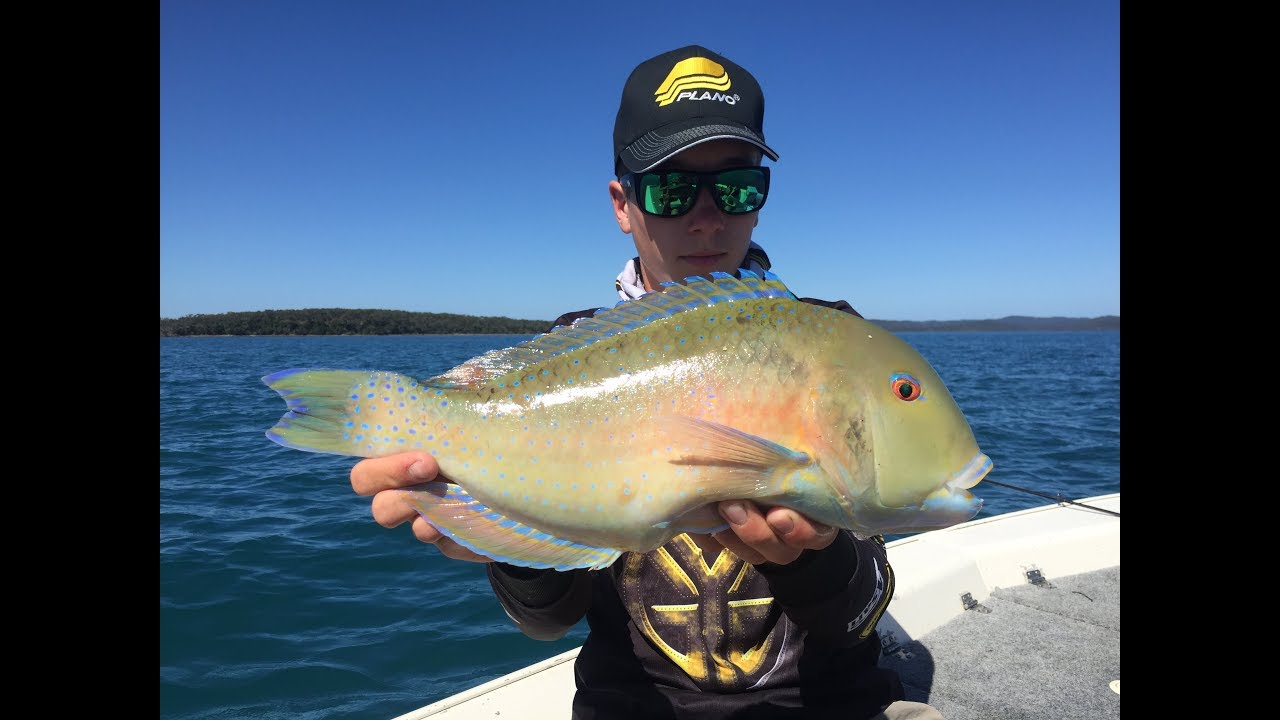 VENUS Tuskfish CATCH & COOK ON AN ISLAND! + Another HUGE DIAMOND 2/2 ...