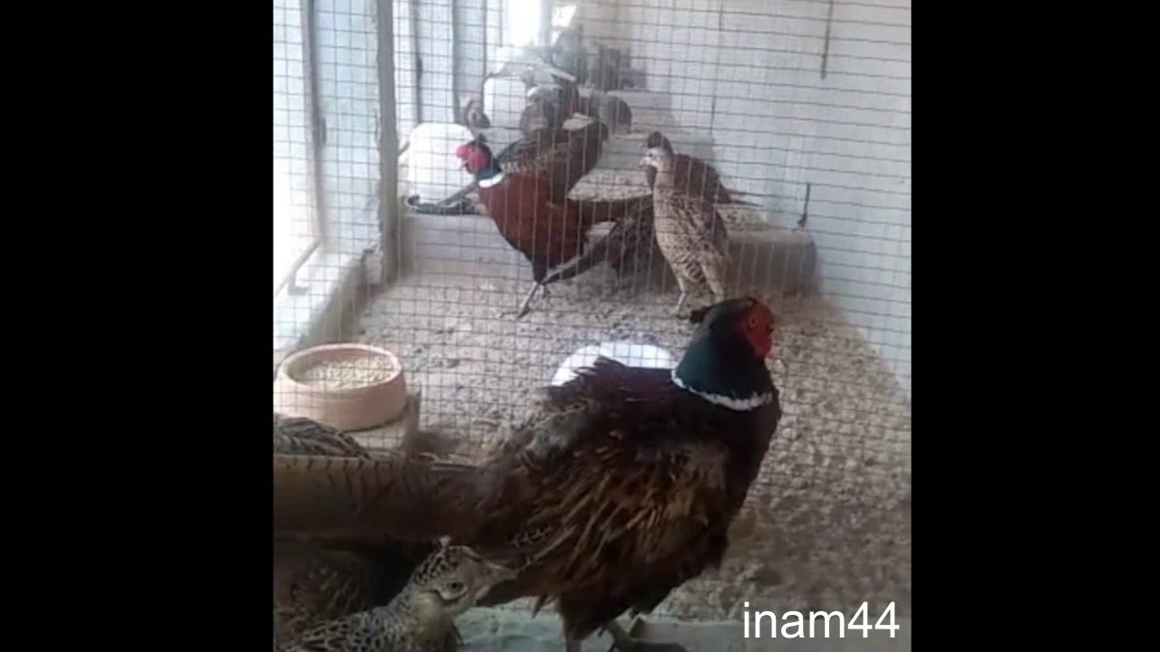 Surkhab || Pheasant Birds || Collection || inam44 - YouTube