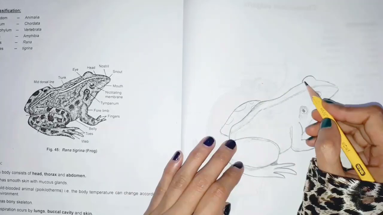 how to draw Frog (rana tigrina) diagram easy TUTORIAL - YouTube