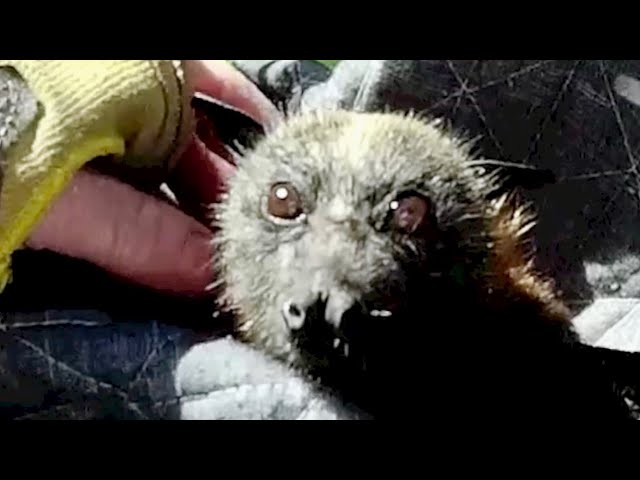 Scary Images Of Flying Foxes Dark Scary Rainforest Tropical Stock