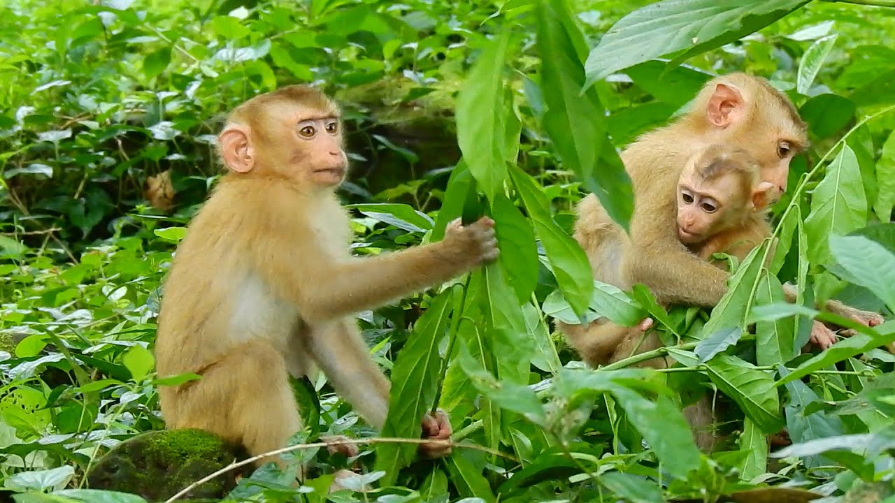 Baby monkey Angela and Abby are happy to accept all friend to protect ...