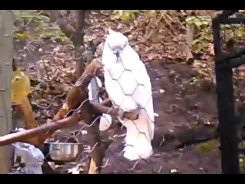 8/28/16 JOHN BALL PARK ZOO GRAND RAPIDS, my 1st zoo as a child in the ...