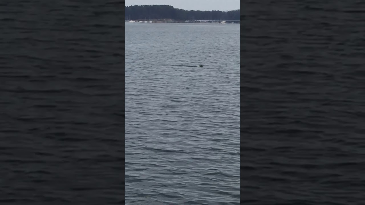 Captain Mack's Mini Mack Rig behind a 12 inch Captain Mack's Planer ...