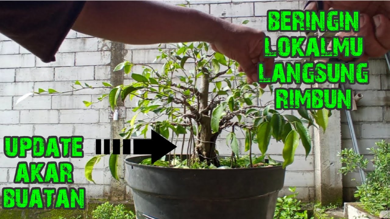 cara merimbunkan ranting dan daun beringin lokal - YouTube