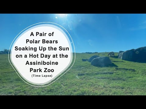 A Pair of Polar Bears Soaking Up the Sun on a Hot Day at the Assiniboine Park Zoo@papaatthezoo ...