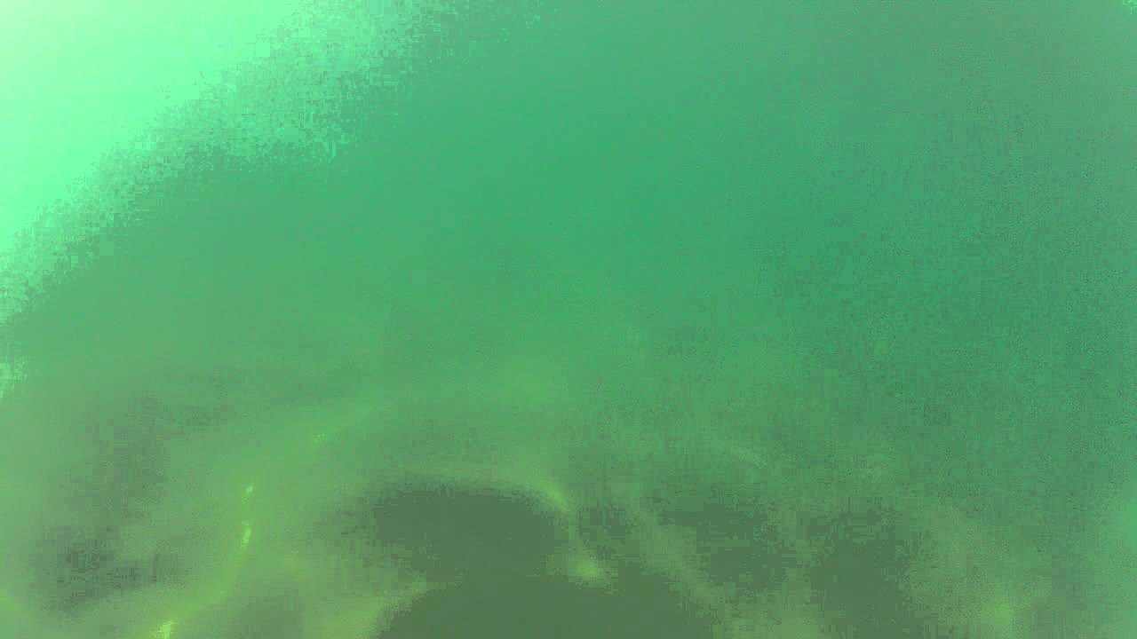 Leopard Shark Carpinteria 2012 720p - YouTube