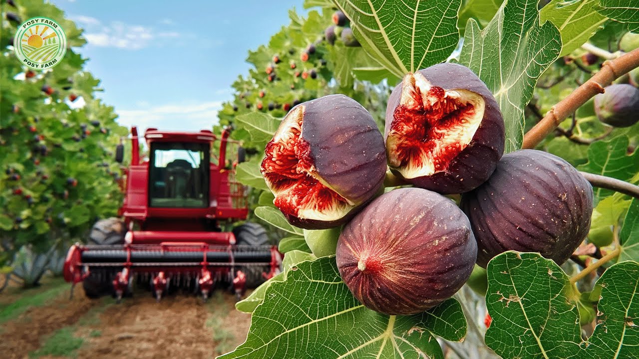 How Turkish Farmers Harvest And Process Millions of Figs - Amazing ...
