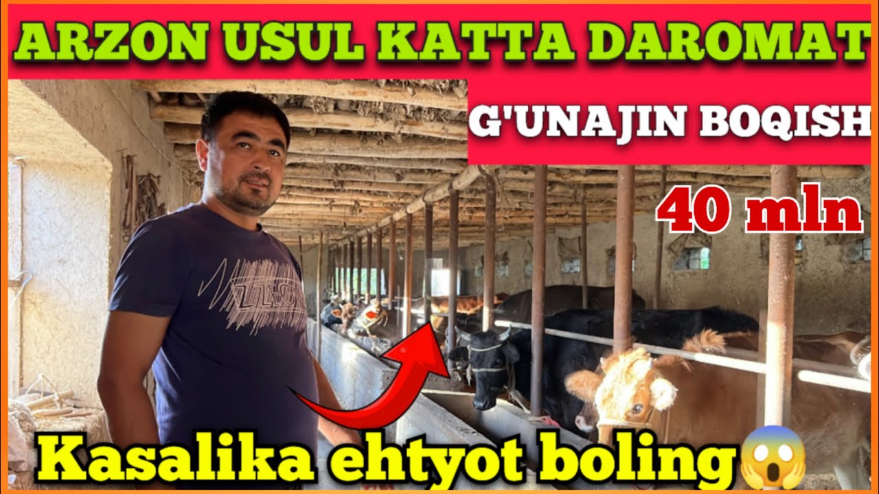 MOL BOQISH SIRLARI 2024// OYIGA 40 MILION DAROMAT - YouTube