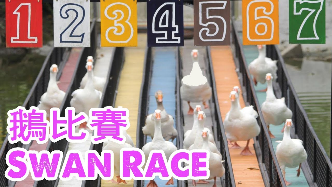 😂🦆🏇🏻 MUST WATCH! Swan Race LOL SO Funny and Excited - YouTube