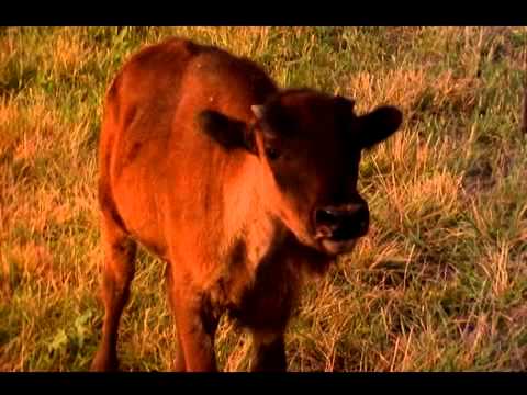 Fire And Thunder - YouTube