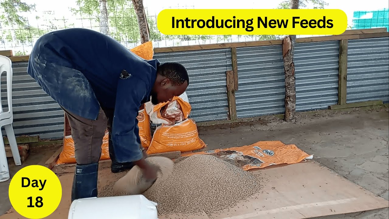 Day 18 ; How and When to Introduce Finisher Pellets to your Broilers ...