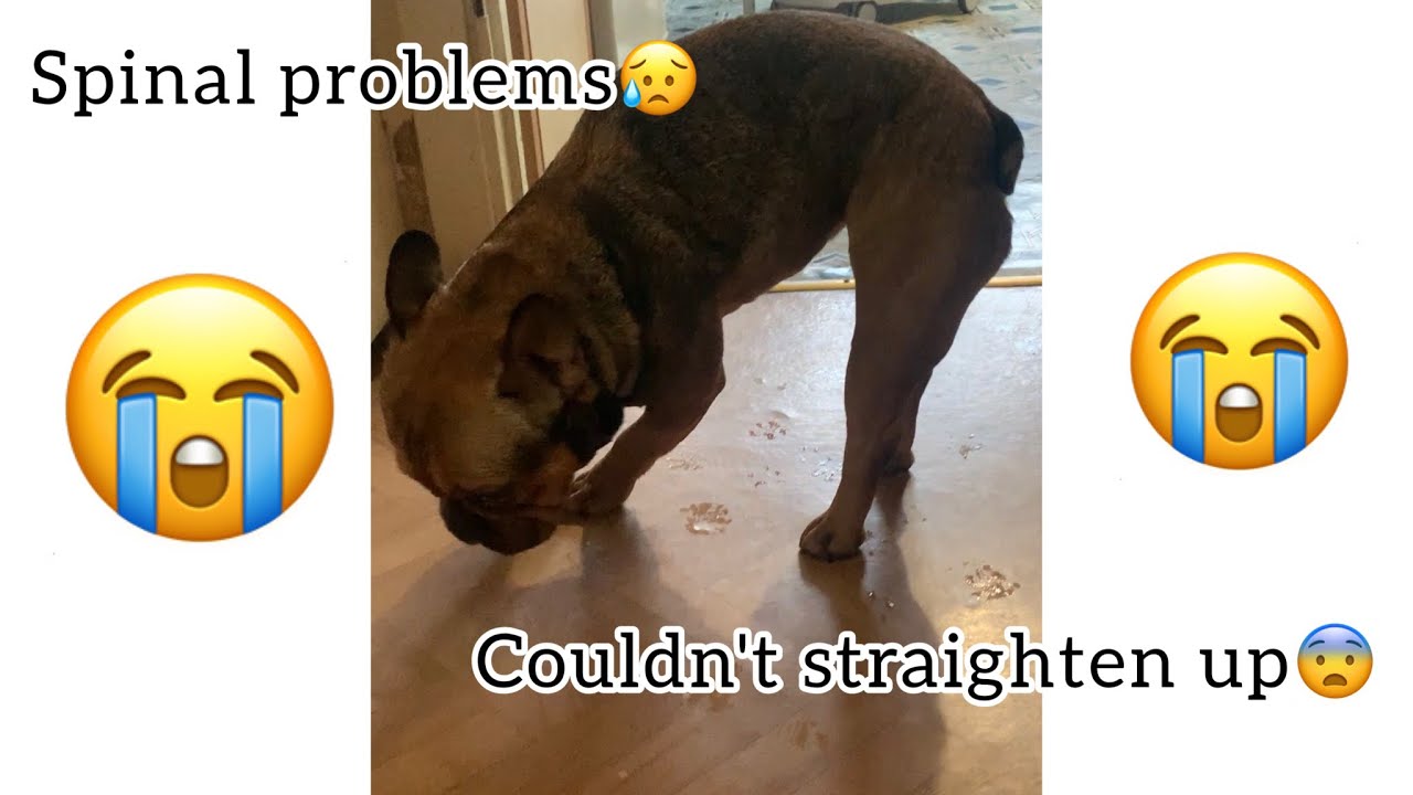 Problems with the spine in dogs😭 Spine surgery😢 - YouTube