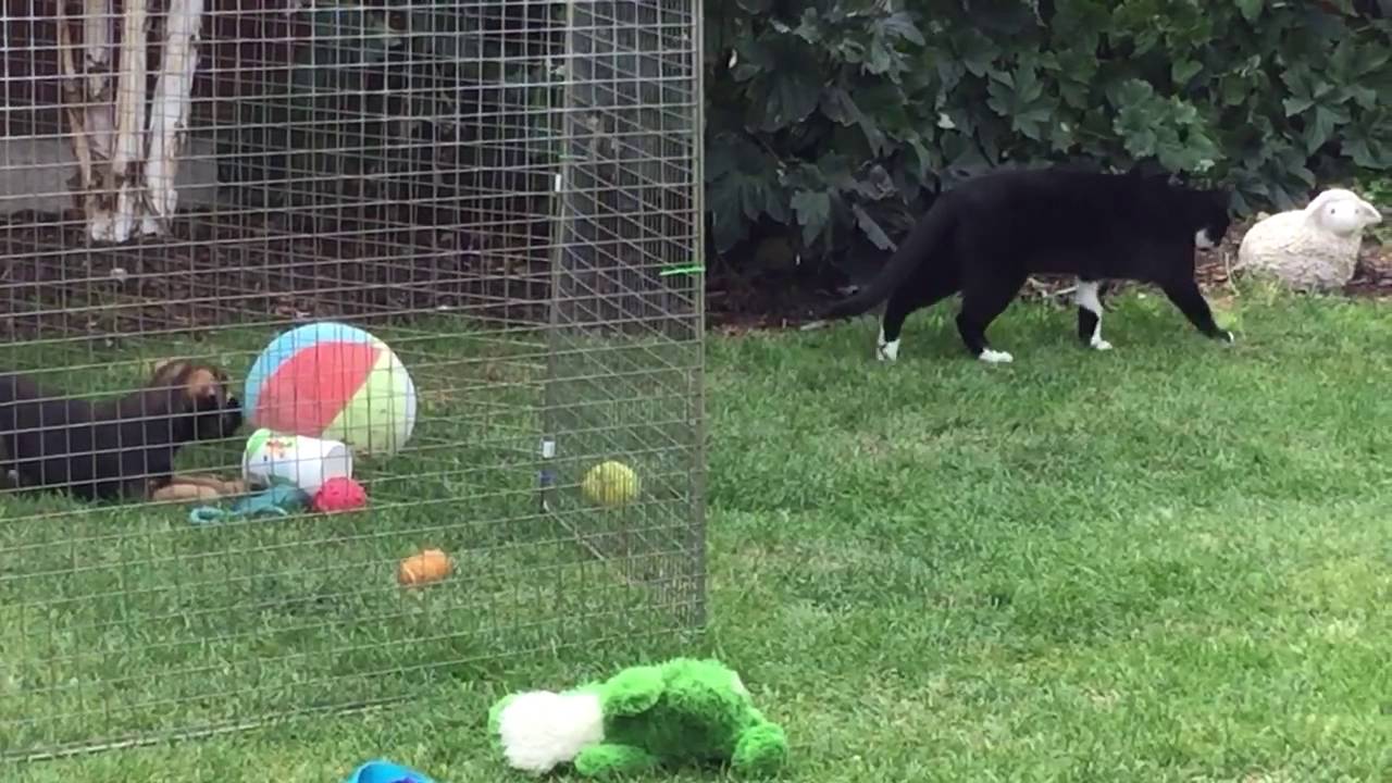 Cat v Geordie part 3 - cat won - YouTube