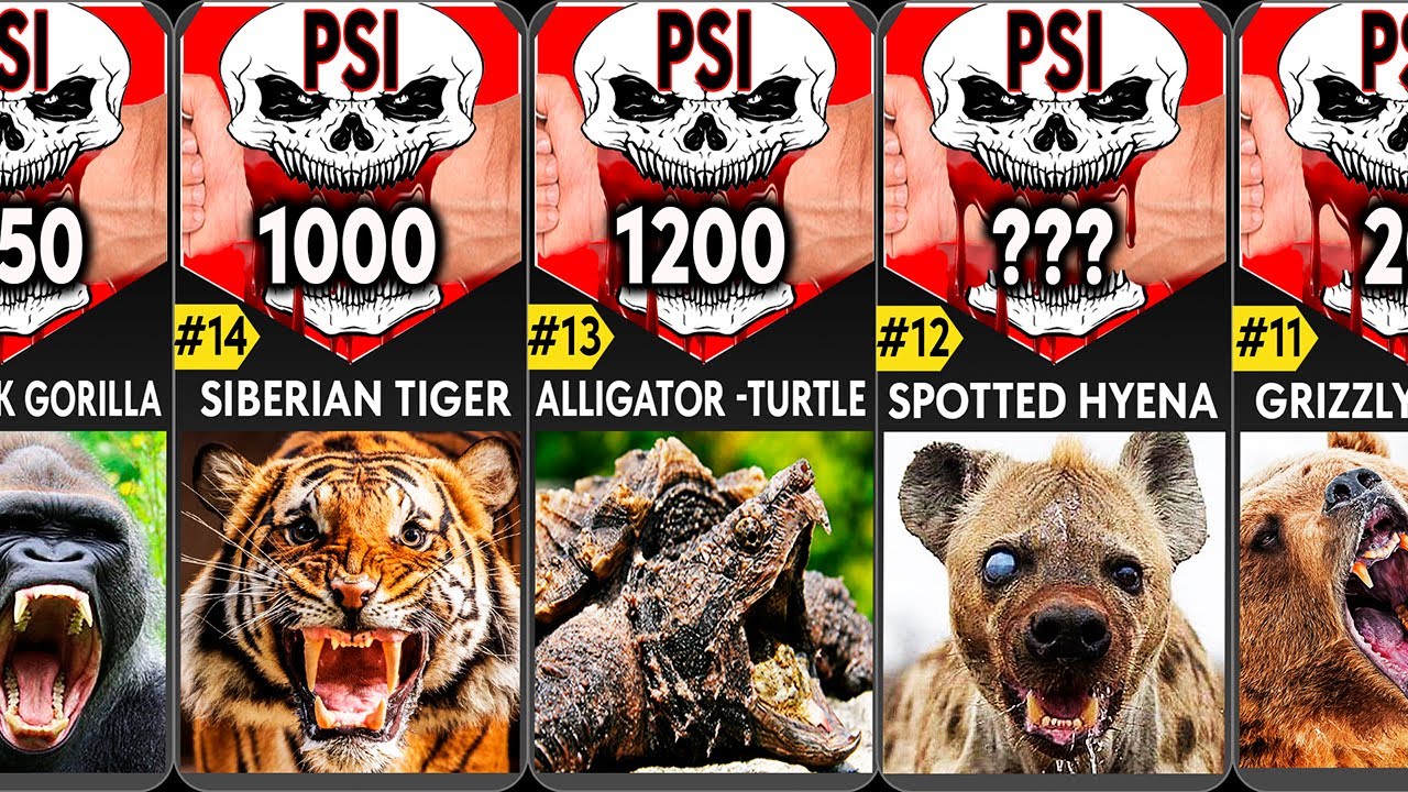 15 Strongest Animal Bite Forces in the World | Comparison - YouTube