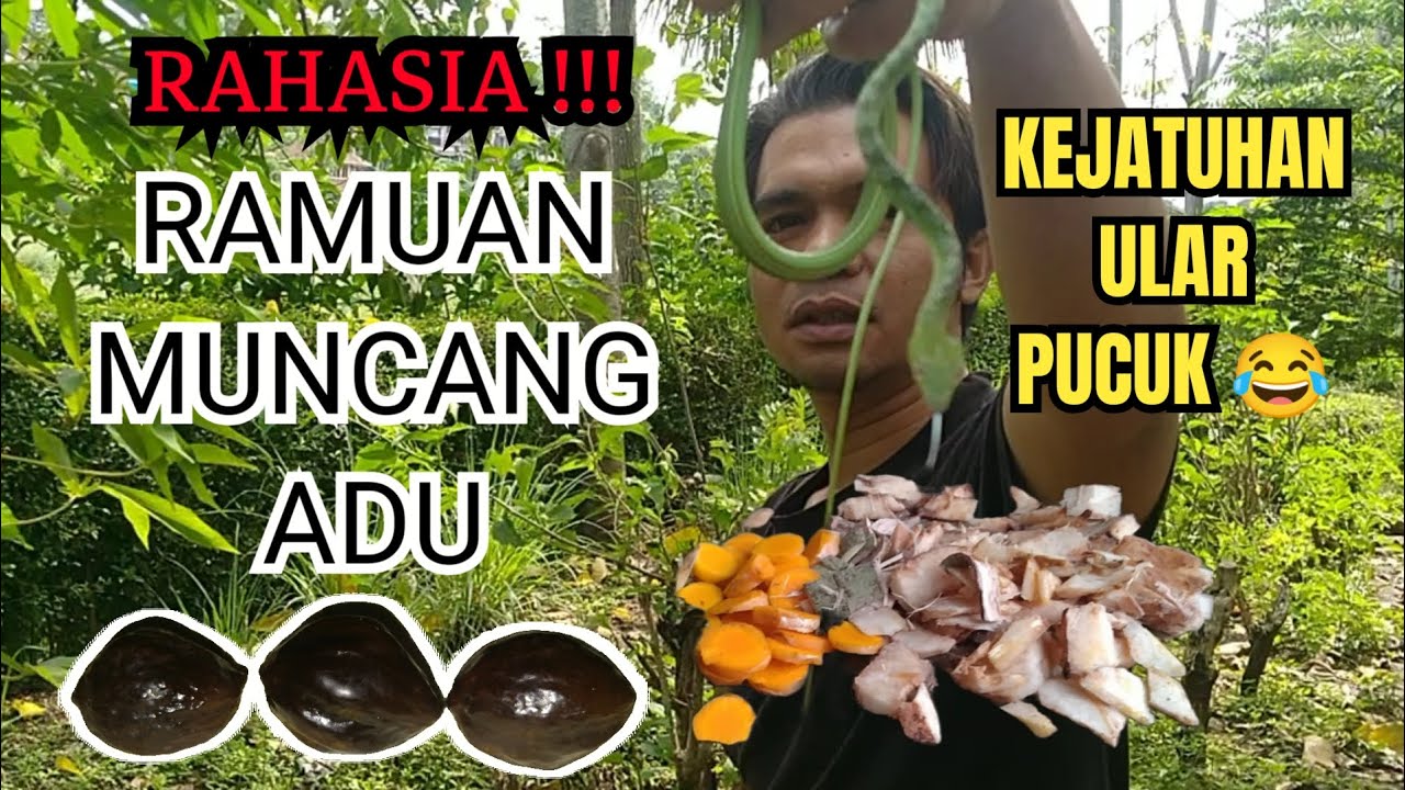 CARA MEMBUAT RAMUAN MUNCANG ADU VERSI SAUNG MANG ACEKS #kemiri #muncang ...