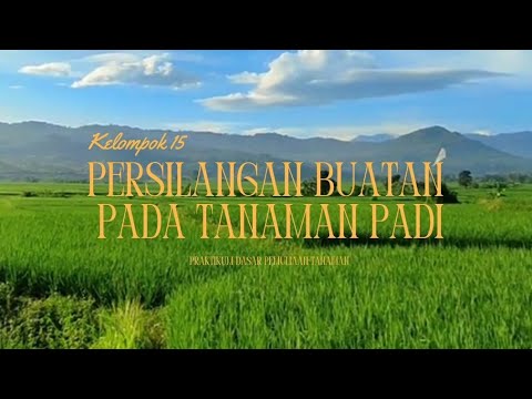 Praktikum Dasar-dasar Pemuliaan Tanaman: Persilangan Buatan pada Padi ...