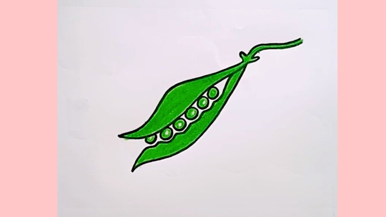 How To Draw Peas Easy // Peas Drawing Step By Step 🌿// মটরশুটি আঁকার ...