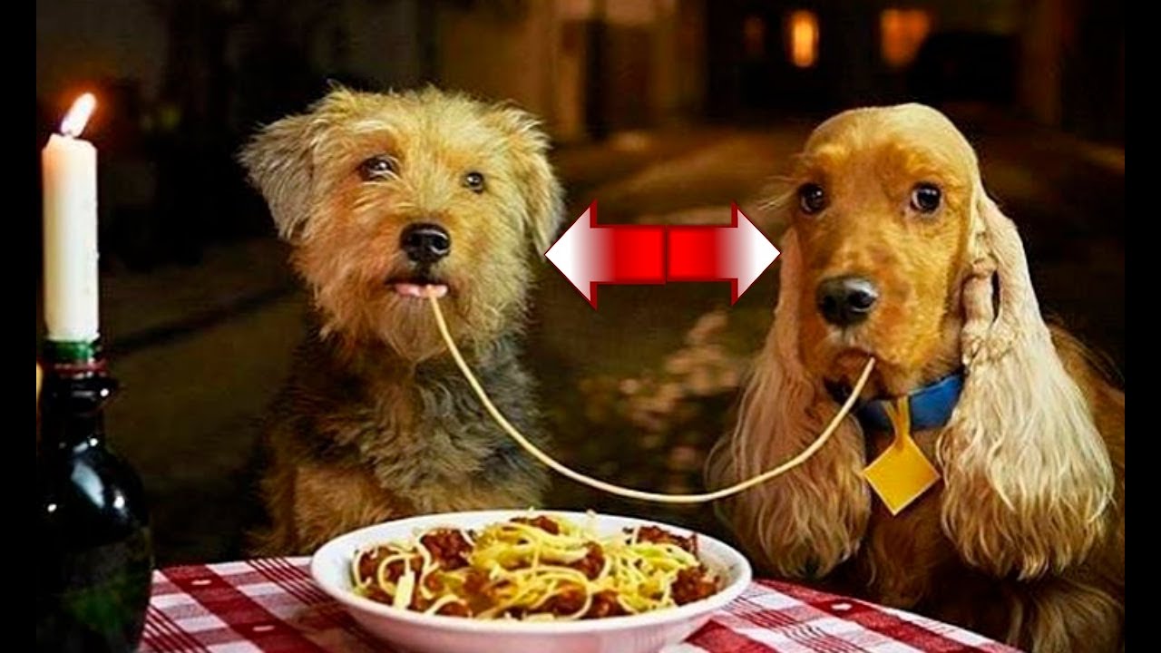 QUE PUEDES APRENDER DE UN PERRO - YouTube