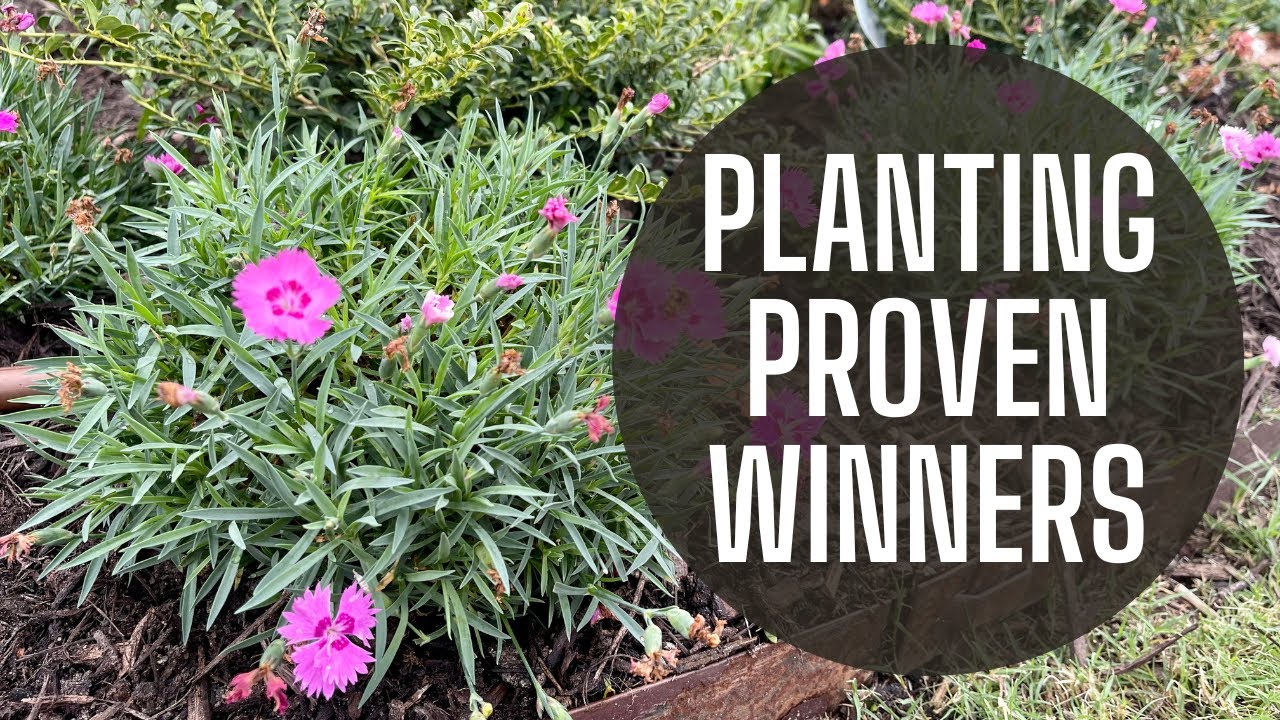 Planting Proven Winners Perennials & Annuals 🌸🌸🌸 || Proven Winners 2022 ...