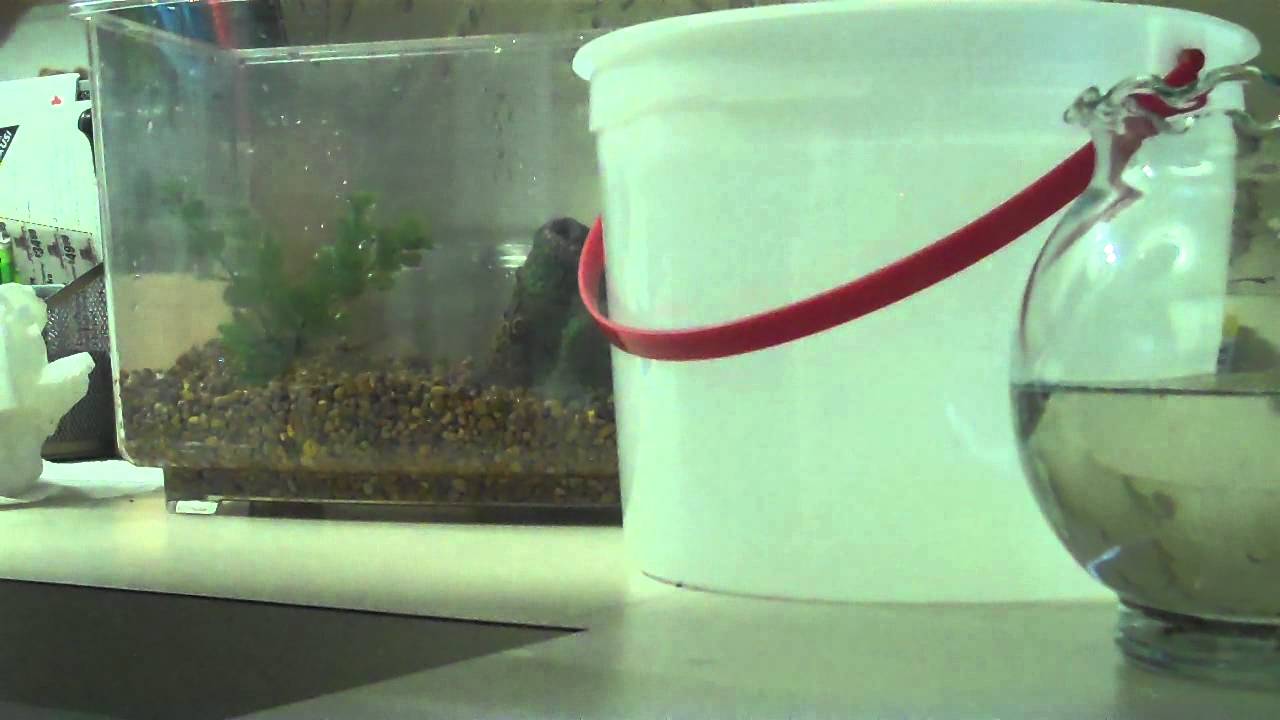 how to setup an african dwarf frog tank - YouTube