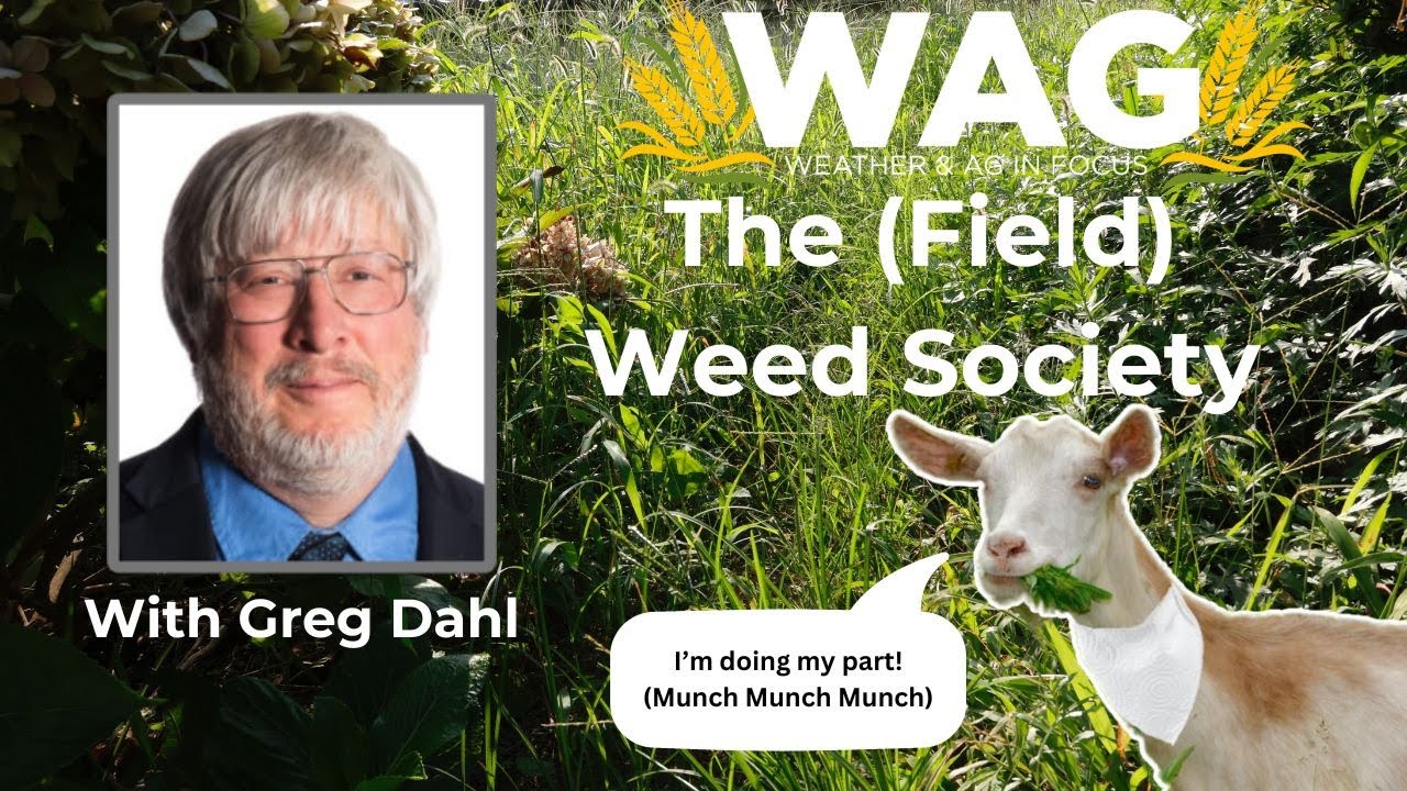 The (Field) Weed Society - YouTube