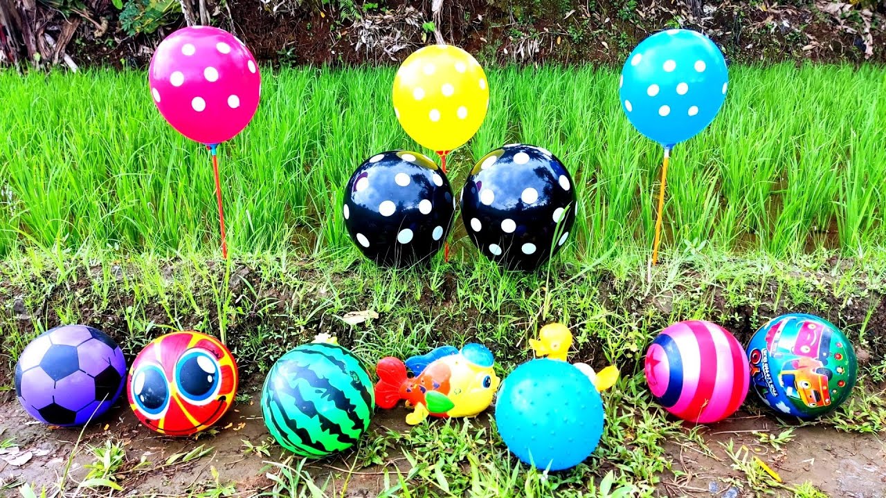 WADIDAW BANYAK BALON DAN BOLA, BALON MELETUS BERHADIAH, BOLA WARNA ...