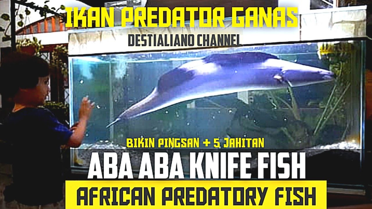 ABA ABA KNIFE FISH | IKAN PREDATOR | PREDATORY FISH - YouTube