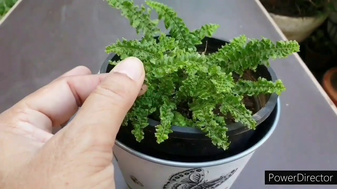 Rare and exotic Ruffle Fern- Miniature Fern// Care guide - YouTube