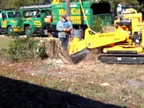 Bay City Tree Service , St Pete Florida - YouTube