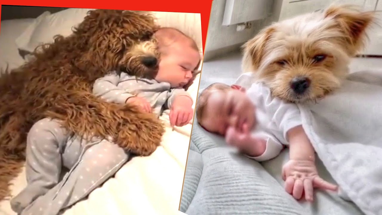 Dogs and Babies Are Best Friends - Cute Baby And Puppies Love - Baby ...