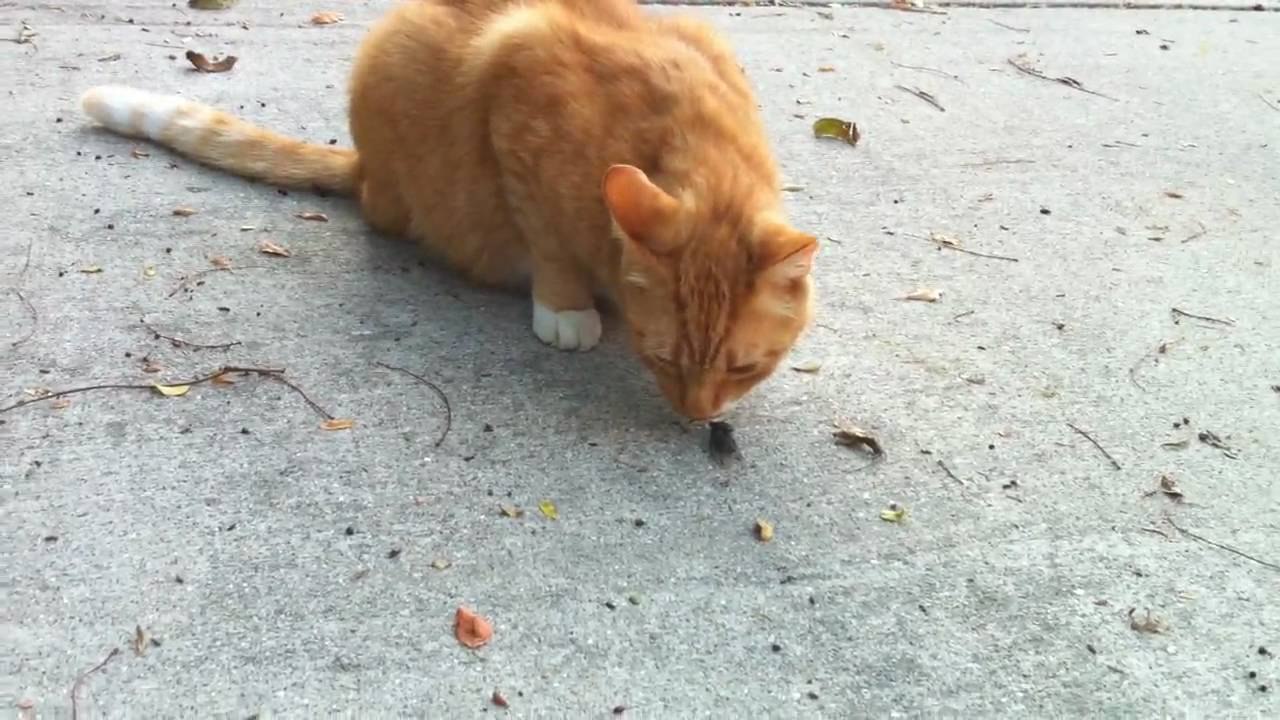 Kit the Cat Eats a Live Cicada - YouTube