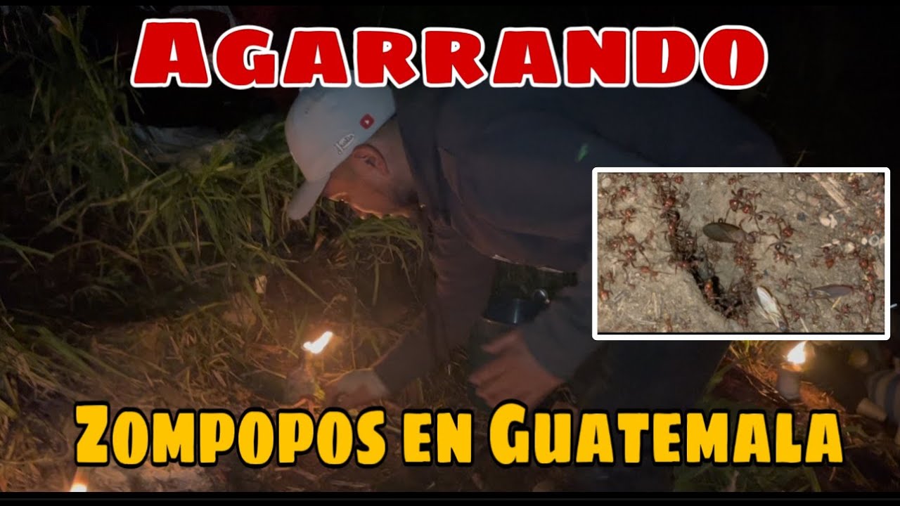 ASÍ SE AGARRAN LOS ZOMPOPOS EN GUATEMALA - YouTube
