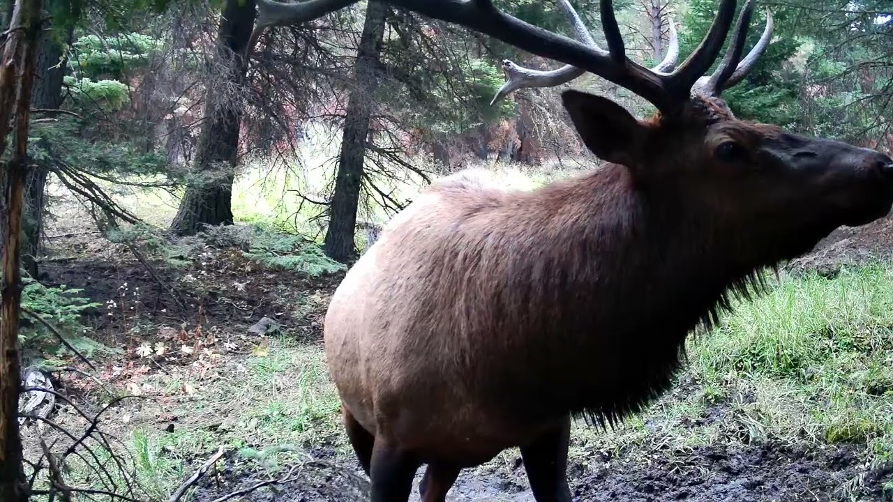 Elk at the wallow. - YouTube