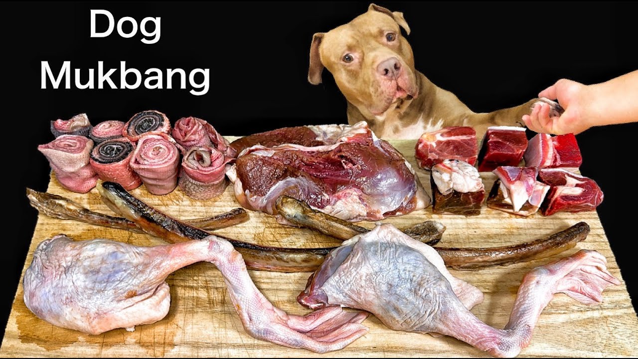 BEST ASMR MUKBANG PITBULL EATING RAW FOODS - YouTube