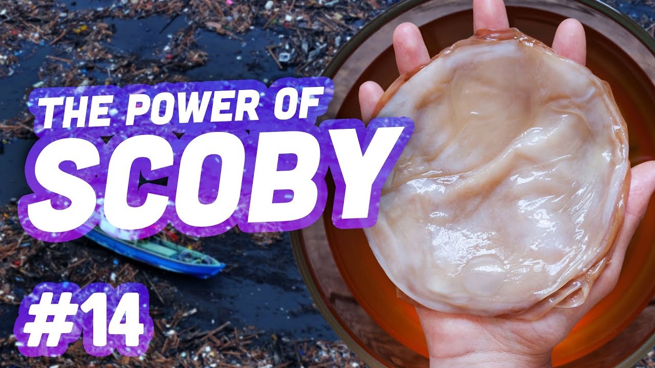 Scoby-Dooby-Doo | Sci Guys Podcast #14 - YouTube
