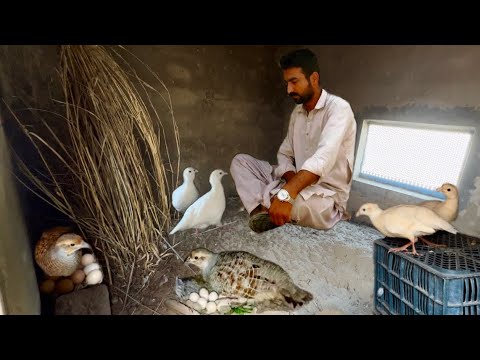 Dakhni Teetar Ki Awaz, The World Biggest White Dakhni Teetar Farm In ...