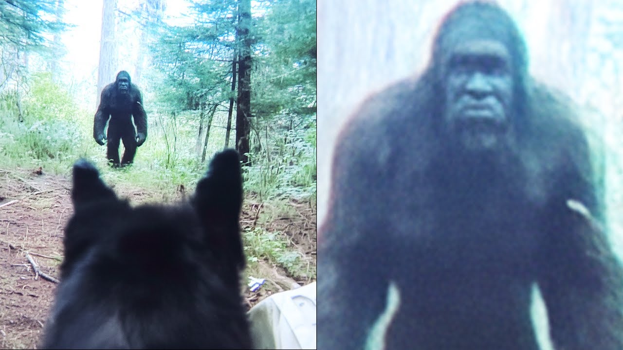 This Dog's Camera Caught Bigfoot and It Changed Everything - Sasquatch ...