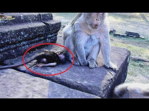 What have problem happen with baby monkey? Dana bad mom don't care poor ...