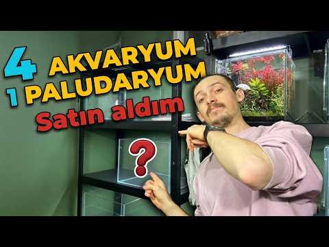 Yeni Rafıma Akvaryumlar Aldım