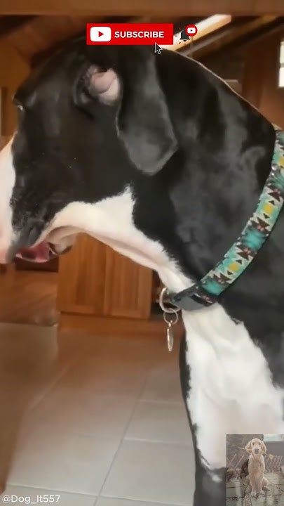 #2 FUNNIEST DOG COMPILATION #shorts - YouTube