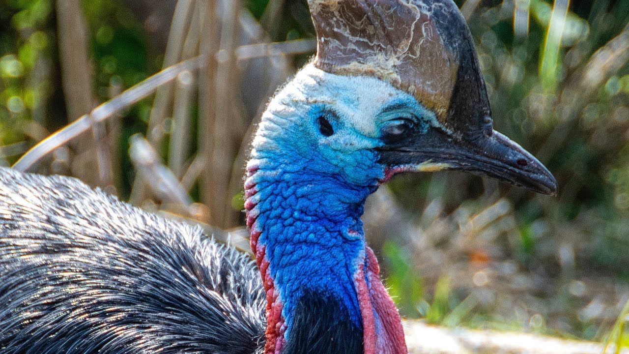 mengenal kehidupan hewan atau binatang burung kasuari #burung # ...