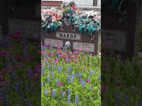 Beautiful bluebonnets and spring flowers at Plum Grove Cemetery