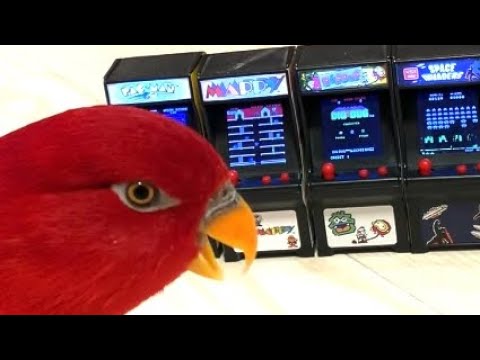 Red birb🍅amusement arcade - YouTube