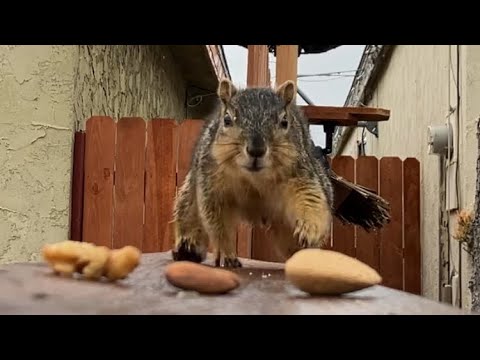 Squirrel Brunch Buffet w twist ending - YouTube