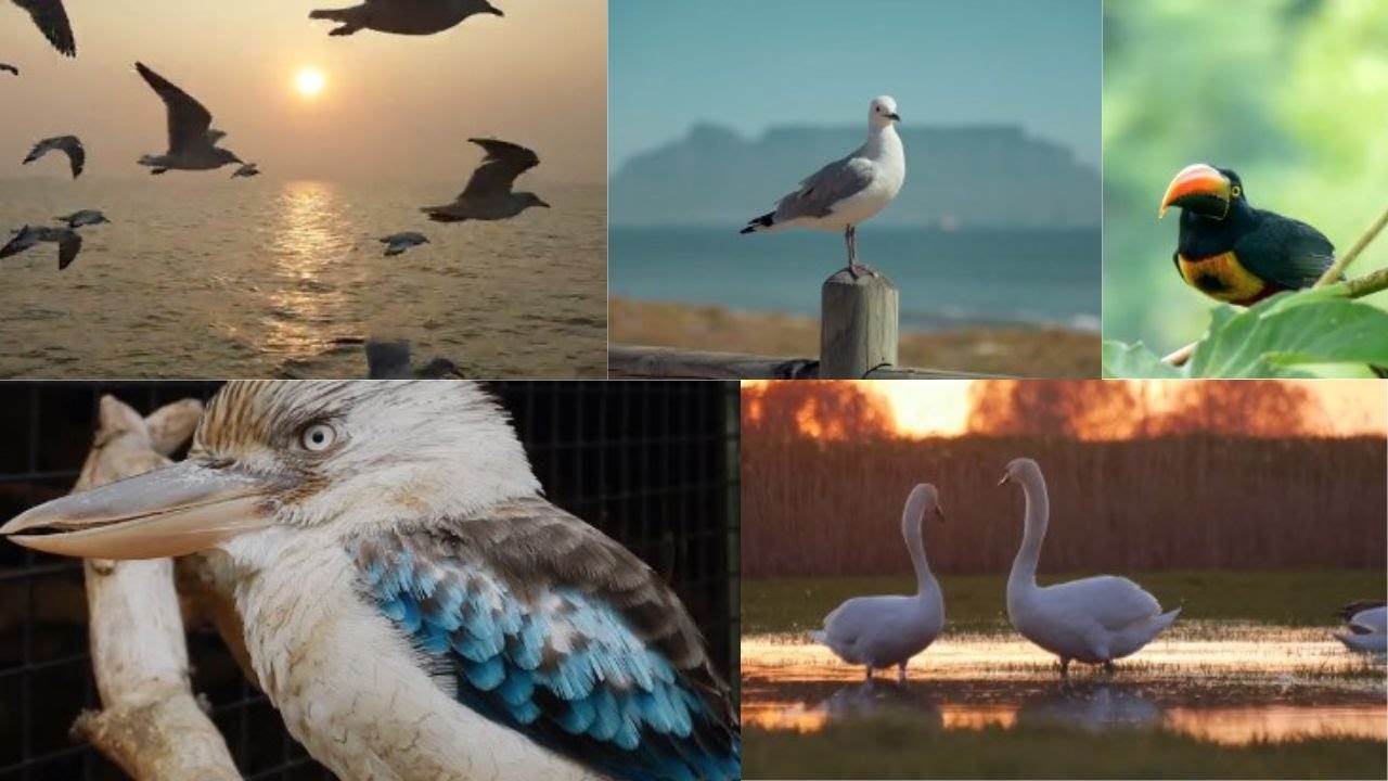 Beautiful and cute bird videos to make you happy. - YouTube