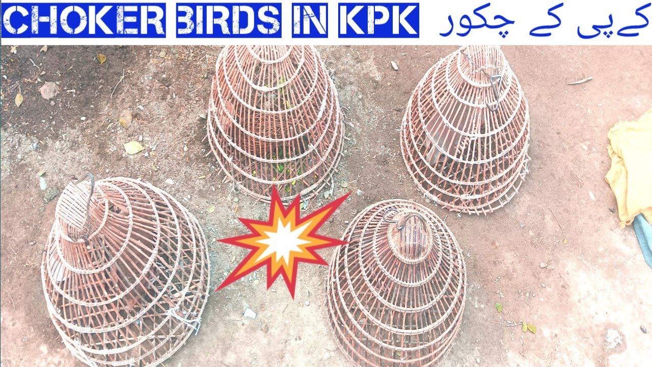 chakor birds in kpk //different types of birds //کےپی کے چکور // NBG ...
